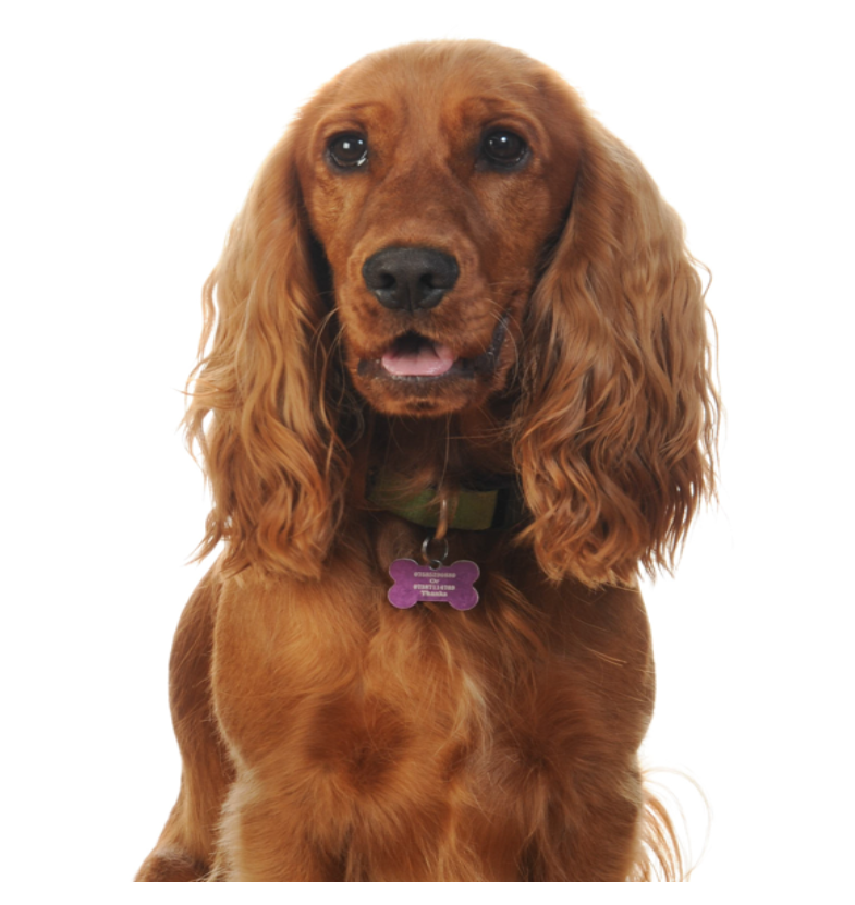 Knights Enham Junior School - School Dogs